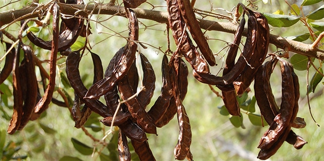 What is carob? Benefits, uses, side effects and molasses